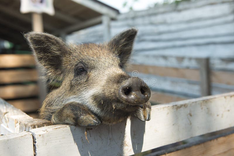 Junges Ferkel stockfoto. Bild von rosa, schweine, schweinchen - 35847866