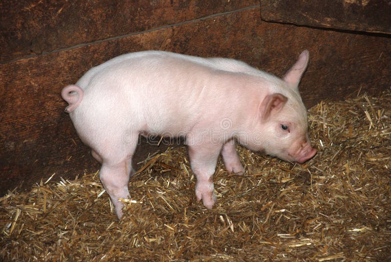 Ferkel und Schwein stockfoto. Bild von geburt, nett, schätzchen - 6931328
