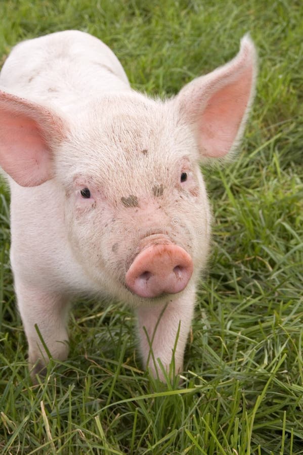 Ferkel im Gras stockfoto. Bild von ferkel, jung, bauernhof - 6611050