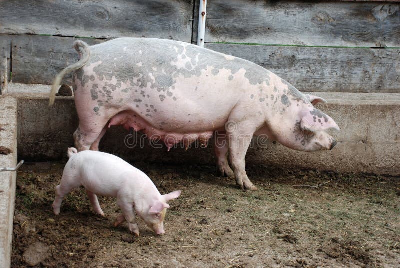 Ferkel und Schwein stockfoto. Bild von geburt, nett, schätzchen - 6931328