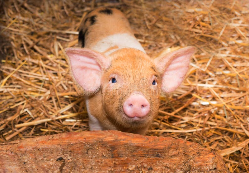 Schwein, Ferkel stockbild. Bild von pink, ohren, ferkel - 1893991