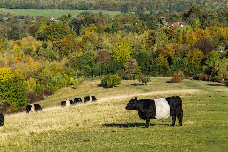 Ferme Anglaise Traditionnelle Surrey Angleterre De Vache Photo stock ...