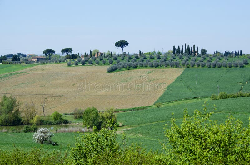 Ferme Avec Olive Grove En Toscane, Italie Photo stock - Image du ...