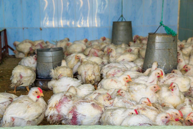 Ferme avicole photo stock. Image du nana, nourriture - 113050260