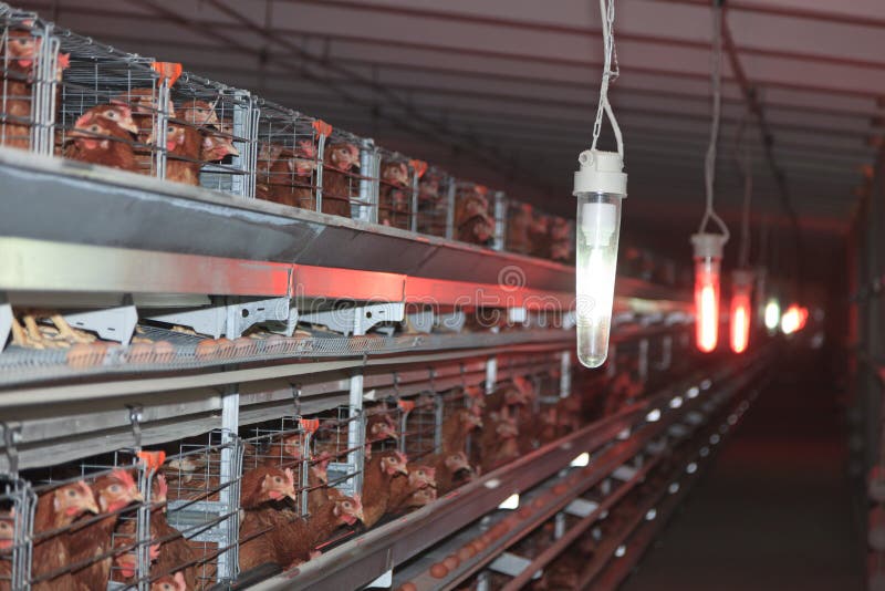 Ferme avicole photo stock. Image du volaille, automatisé - 4924204