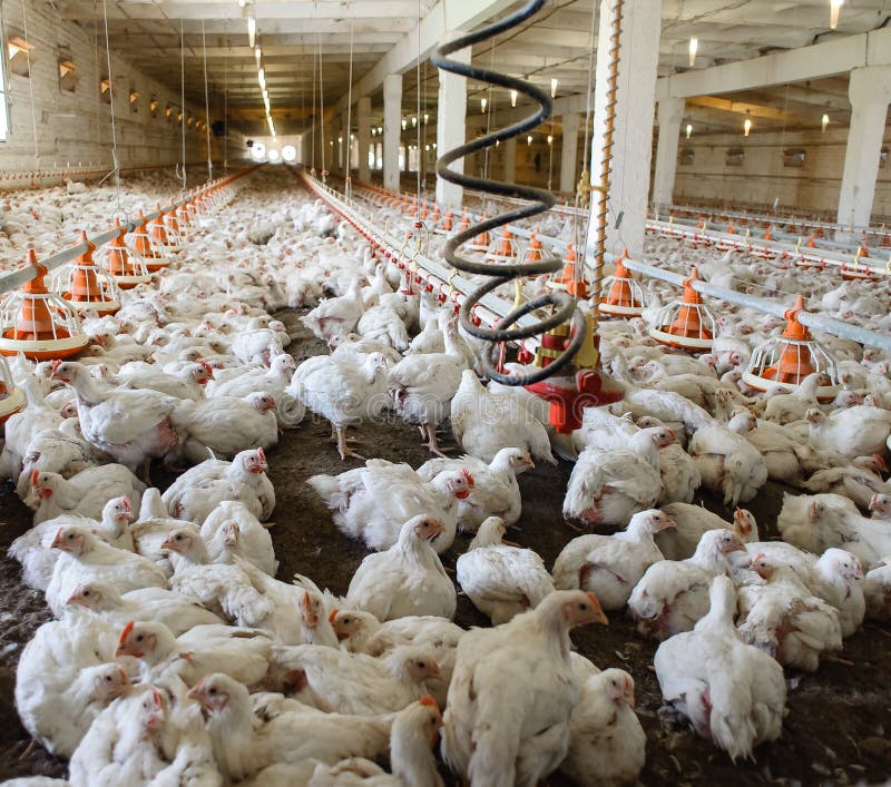 Ferme avicole photo stock. Image du oiseau, cage, industrie - 8218618