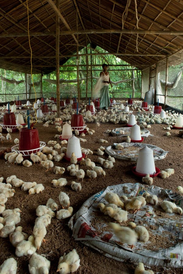 Ferme avicole image stock éditorial. Image du affermage - 42591094