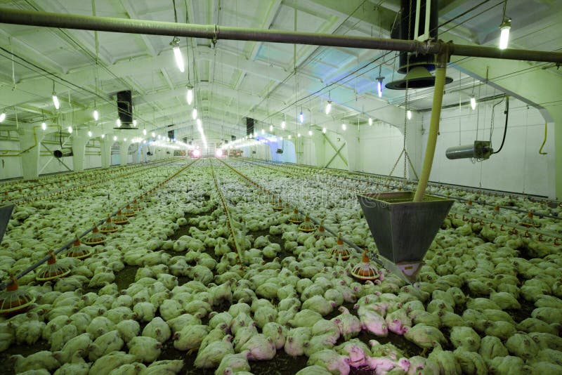 Ferme avicole photo stock. Image du volaille, automatisé - 4924204
