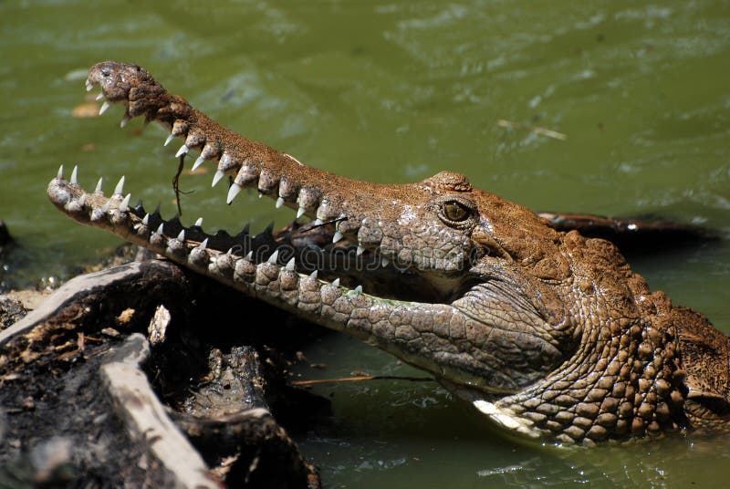 Dents De Crocodile D'eau De Mer, Queensland, Australie Photo stock ...