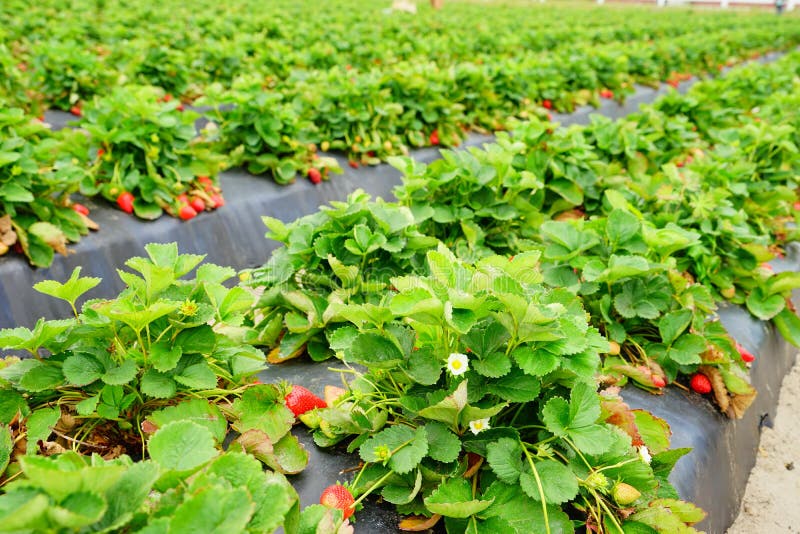 Ferme Moderne De Fraise Agriculture Industrielle De Tunnel Image stock ...