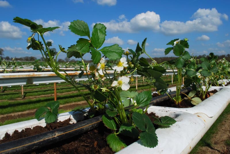 Ferme Moderne De Fraise Agriculture Industrielle De Tunnel Image stock ...