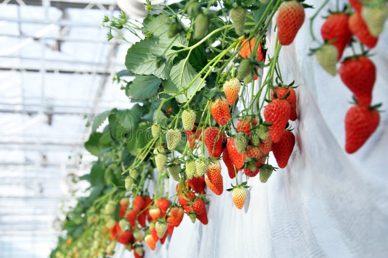 Ferme Moderne De Fraise Agriculture Industrielle Photo stock - Image du ...