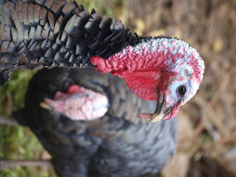 1,316 Photos de Symbole Animal De La Turquie - Photos de stock ...