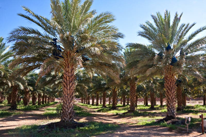 Ferme de palmier dattier image stock. Image du nourriture - 18144853