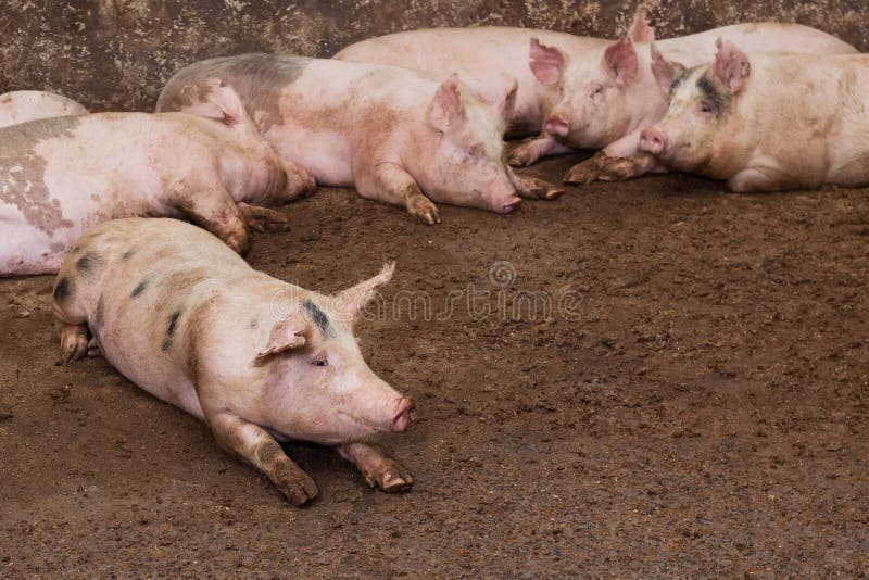 Accouplement de porcs image stock. Image du affermage - 33421347
