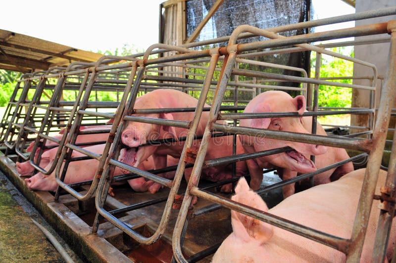 Ferme de porc photo stock. Image du grange, adorable, porc - 4144402
