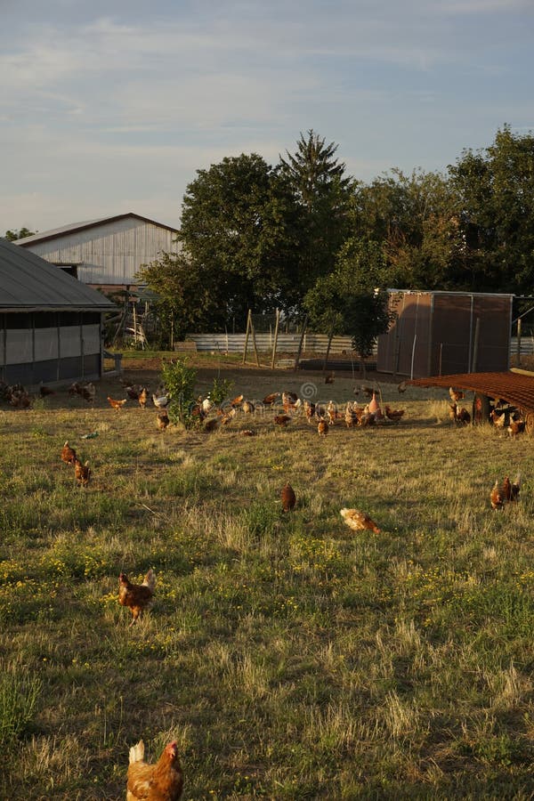 Ferme de poulet image stock. Image du corneille, nature - 57672459
