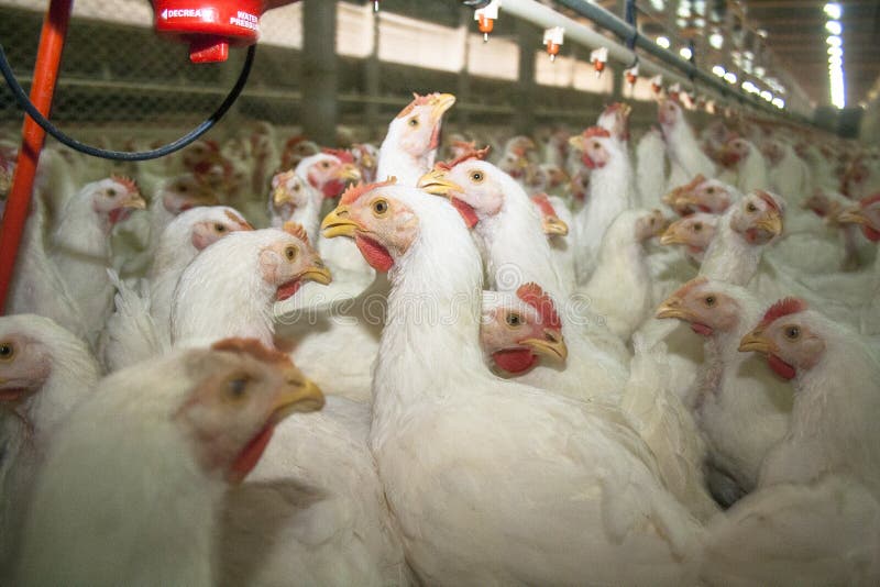 Ferme de poulet image éditorial. Image du oiseau, groupe - 28676230