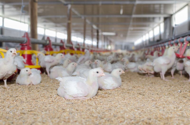 Ferme de poulets blanche image stock. Image du volaille - 57049539
