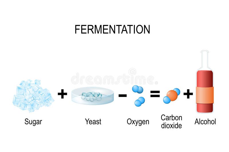 Le Plan De Processus De Fermentation Lactique a Marqué Le Diagramme D ...