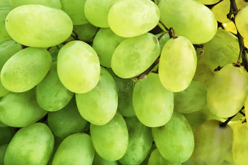 Fermentation stock image. Image of romantic, blank, fermentation - 6956139