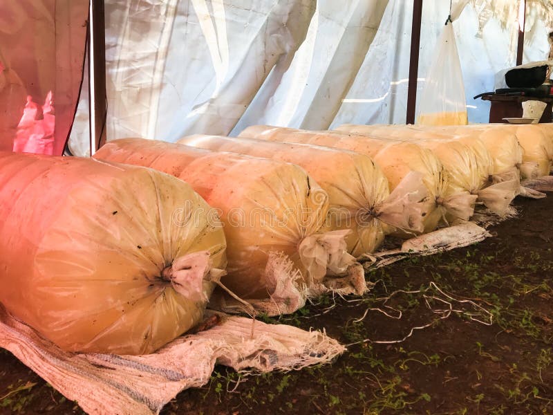 Fermentation and Cheese Production Process and Traditions Stock Photo ...
