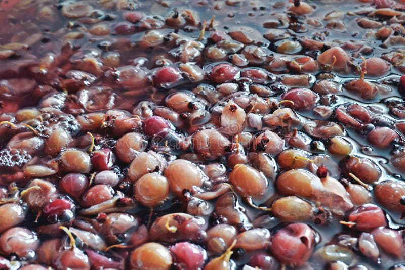 Fermentation of the Mash from Berries for Wine Stock Photo - Image of ...