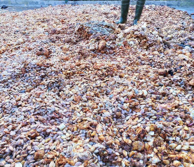 Fermentation Process of Cocoa Beans in Traditional Farm Stock Image ...