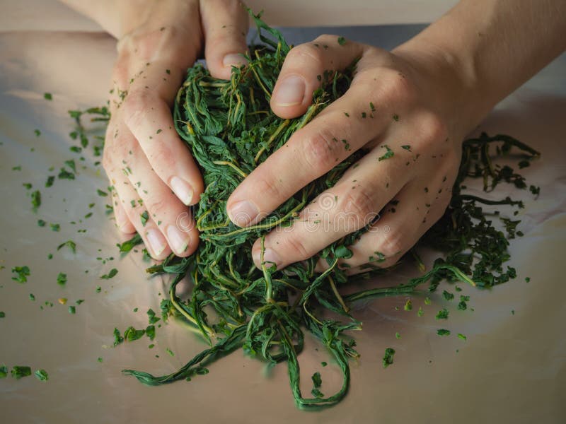 Fermentation Process of Tea Leaves. Manual Production Koporye Tea ...