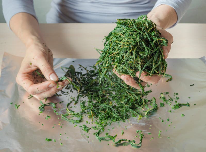 Fermentation Process of Tea Leaves. Manual Production Koporye Tea ...