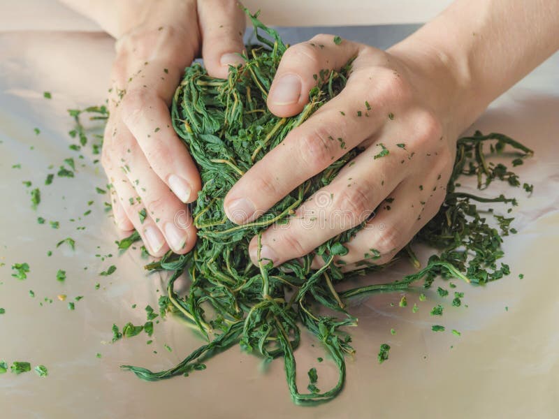 Fermentation Process of Tea Leaves. Manual Production Koporye Tea ...