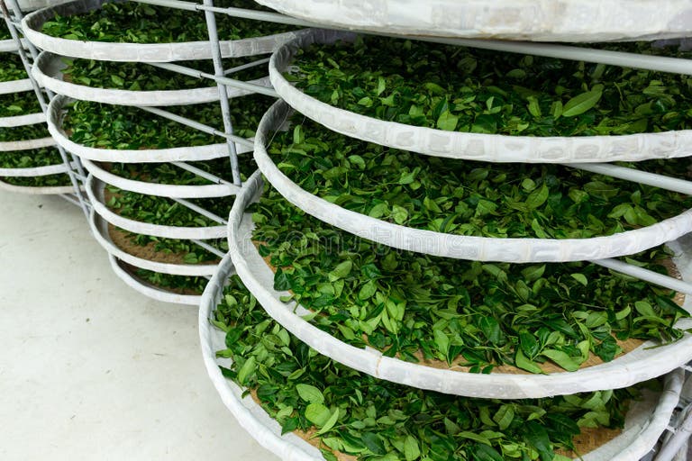 The fermentation of tea stock image. Image of rack, camellia - 64242909