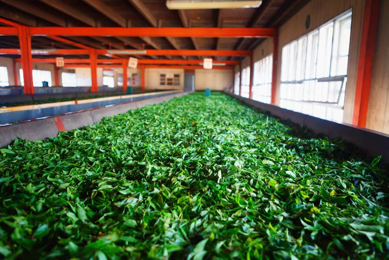 Fermentation of Tea Leaves, Drying Process in a Factory in Sri Lanka ...