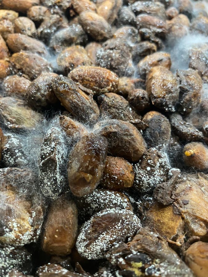 Fermented Cocoa Beans are Filled with Mold Stock Photo - Image of ...