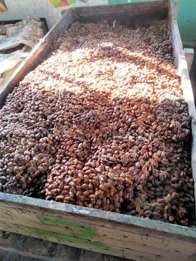 Fermented cocoa stock photo. Image of fermented, large - 305847920