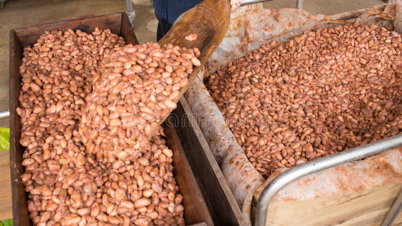 Fermented and Fresh Cocoa-beans Lying in the Wooden Box Stock Photo ...