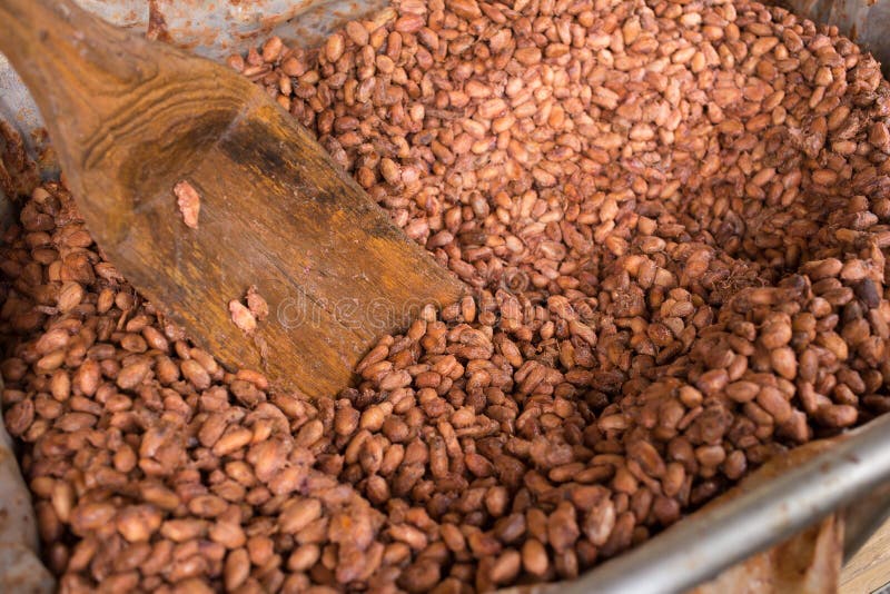 Fermented and Fresh Cocoa-beans Lying in the Wooden Box Stock Image ...
