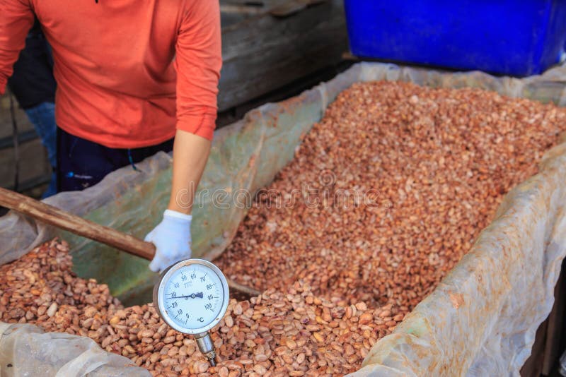 Fermenting Cocoa Beans To Make Chocolate Stock Image - Image of healthy ...