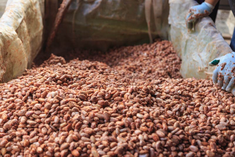 Fermenting Cocoa Beans To Make Chocolate Stock Image - Image of cacao ...