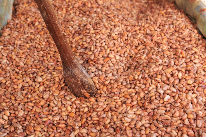 Fermenting Cocoa Beans To Make Chocolate Stock Photo - Image of ...