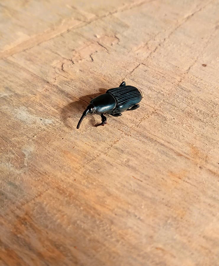 Fermer Le Petit Insecte Du Dendroctone Noir Sur Le Bois Photo stock ...