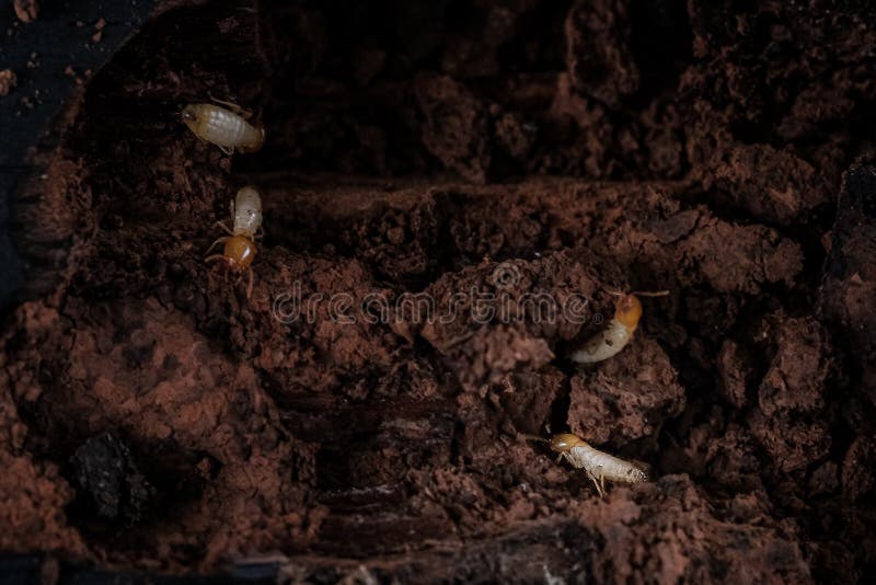 Fermer Les Termites Ou Les Fourmis Blanches Photo stock - Image du ...