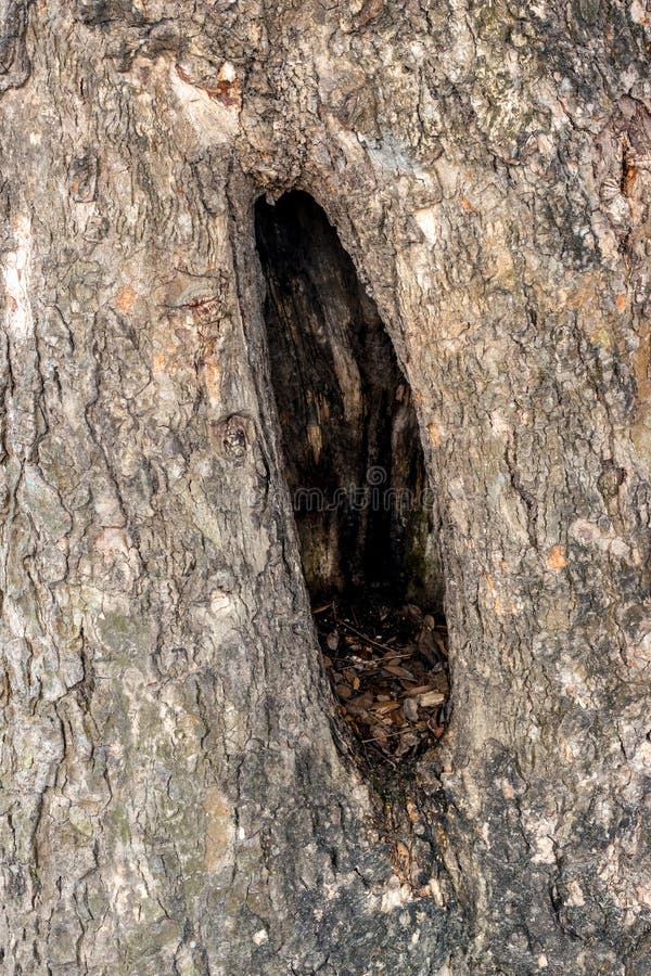 Fermer Un Tronc D'arbre Avec Un Trou Naturel Photo stock - Image du ...