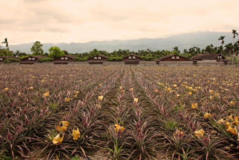 Fermes d'ananas image stock. Image du jardinage, centrale - 31172373
