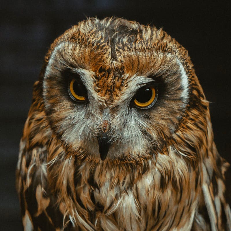 Photos de Symbole Biologique Naturel - Photos de stock gratuites et ...