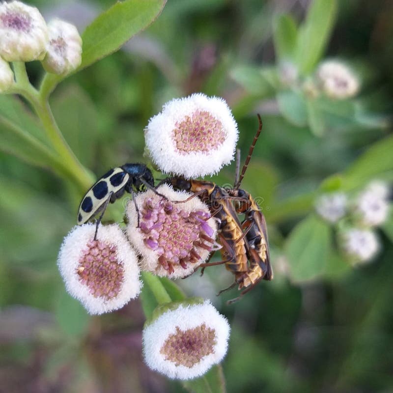 Fermeture De Fleurs De Champs Avec Divers Types D'insectes Accoupler Et ... Fermeture De Fleurs De Champs Avec Divers Types D'insectes Accoupler Et ...
