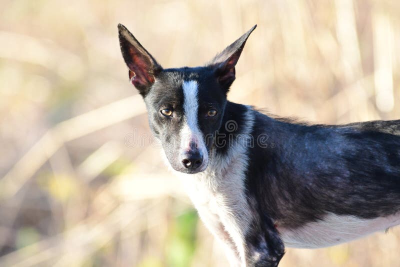 Chien galeux photo stock. Image of fleur, abstrait, postcard - 93160190