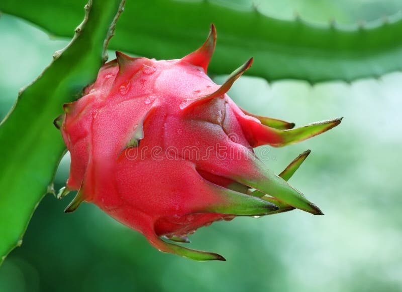 Fermez-vous D'un Fruit Du Dragon Photo stock - Image du fermez, dragon ...