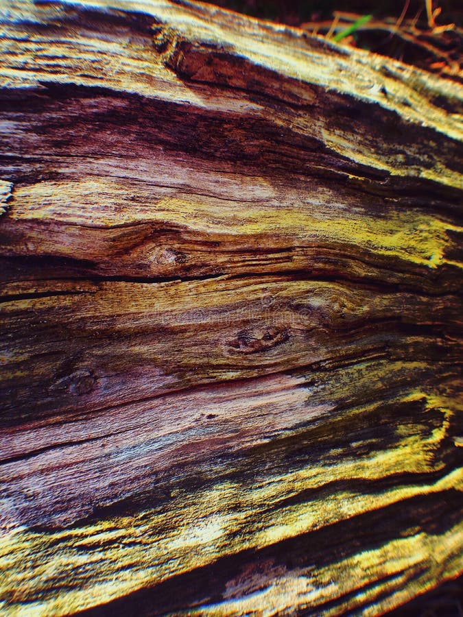 Arbre multicolore image stock. Image du zone, herbe, lumineux - 7164271