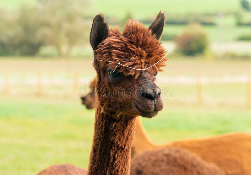 Lamas photo stock. Image du alpaga, faune, course, altiplano - 97200124